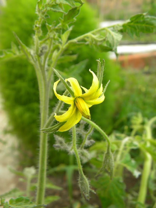 Huerto de Tatay: Flor de tomatehuerto