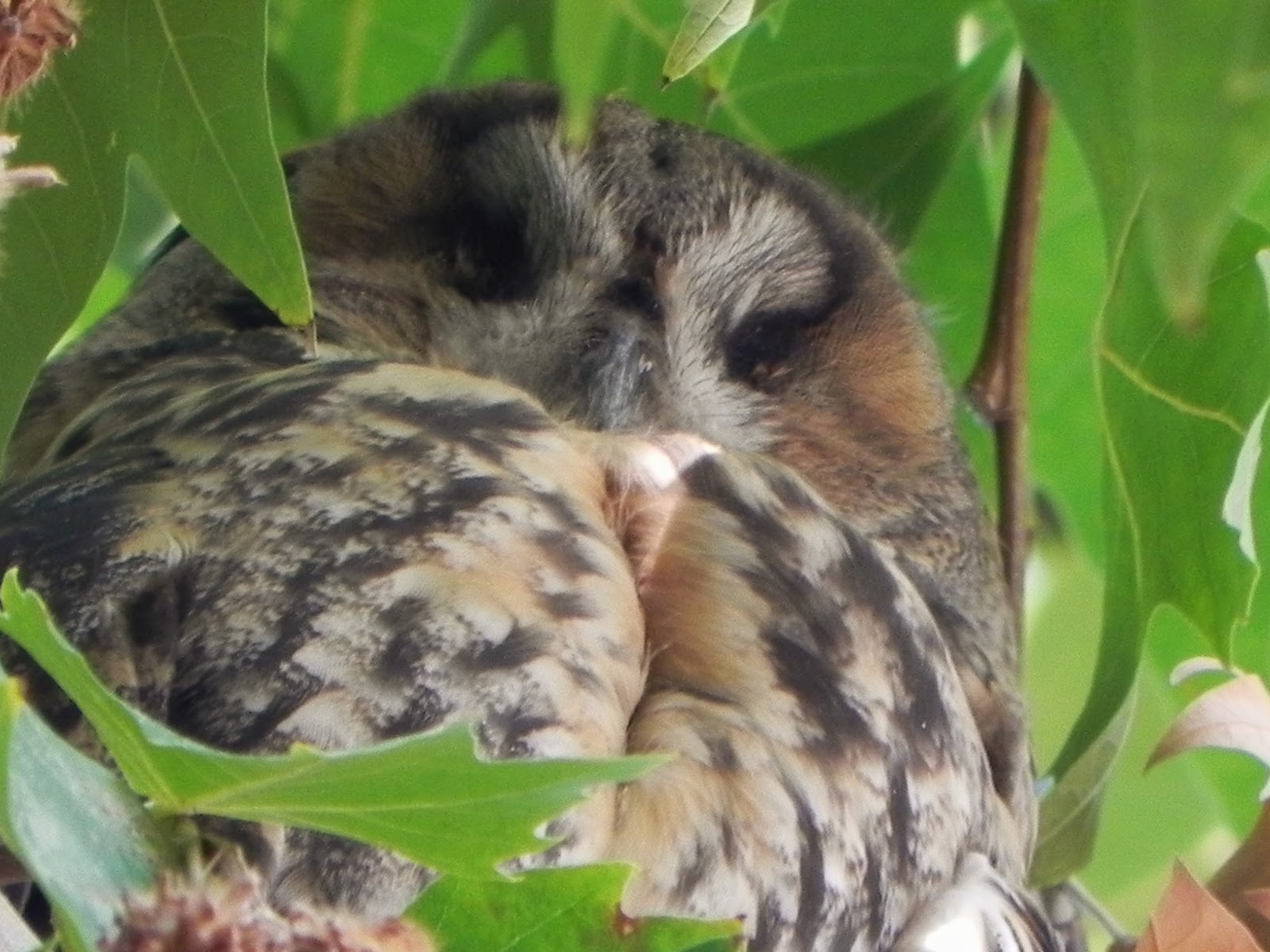 El Saúco - Industrias y andanzas de un naturalista ibérico: El búho que ...
