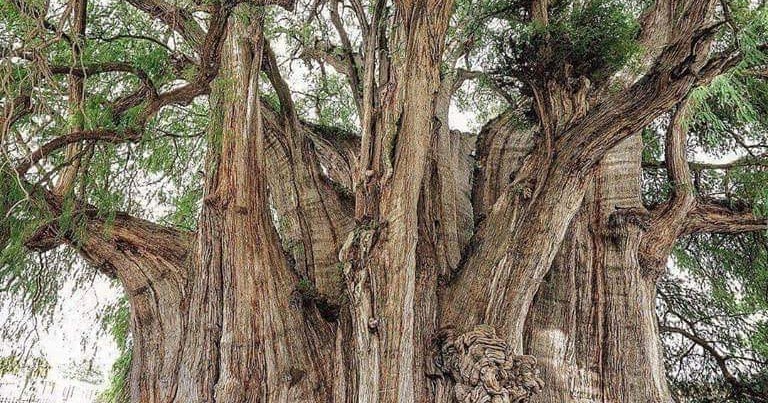 VISIÓN AGROECOLÓGICA: El legendario Árbol del Tule