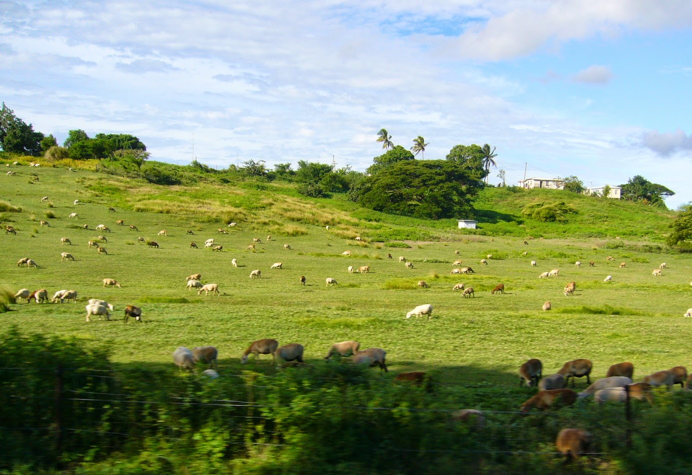 FA's Blog: FIJI WATER By Matt Allen