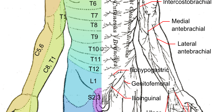 Podología General UCV 2011: RESUMEN: EXPLORACIÓN NEUROLÓGICA