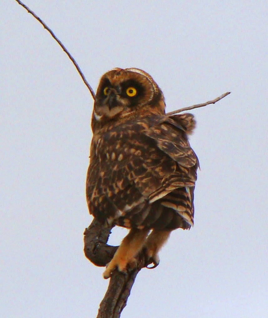 Geotripper's California Birds: Bird of the Day: Pueo, the Short-eared ...