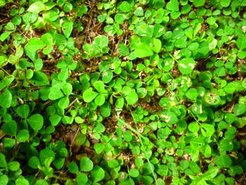 Tick Trefoil - Heen Undu Piyaliya | SL Flora