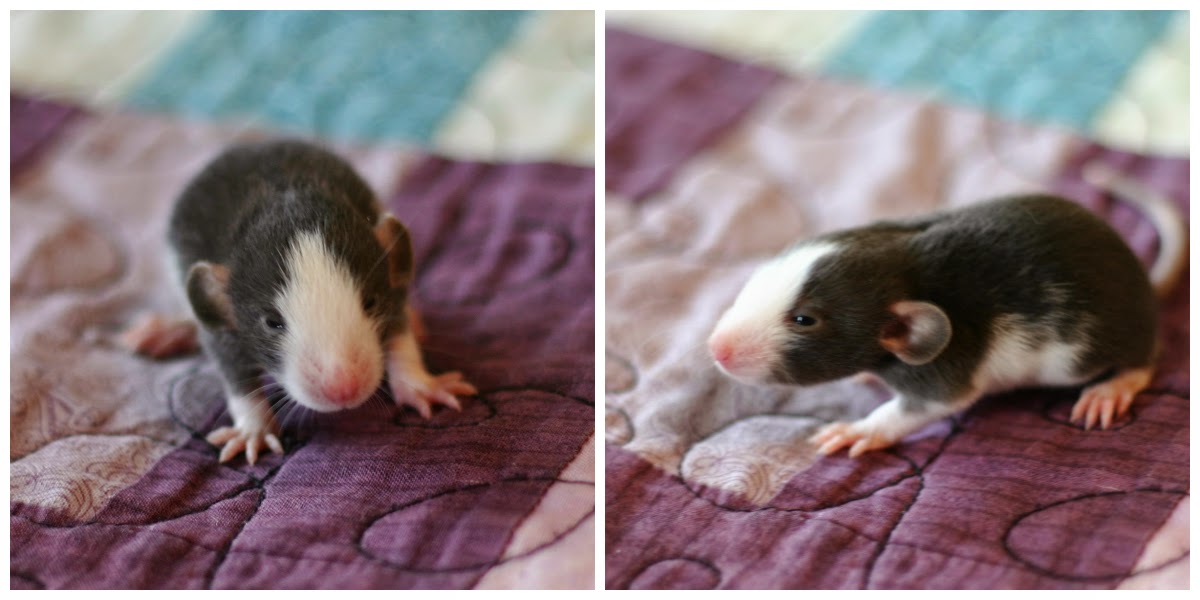Rexburg Rats!: Blazed Dumbo Baby Rats, born June 17th