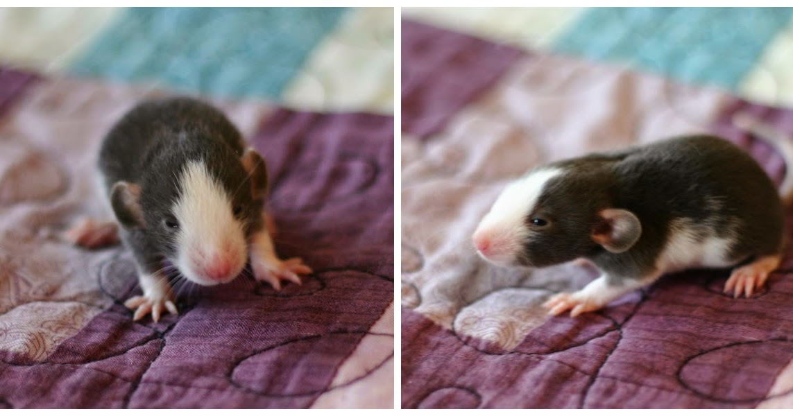 Rexburg Rats!: Blazed Dumbo Baby Rats, born June 17th