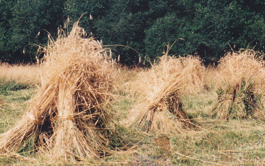 Der Dingefinder: "Eine Ziege und noch ´ne Ziege.