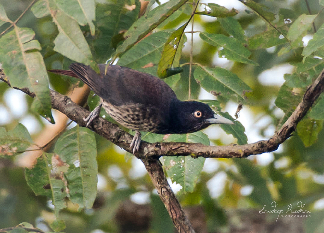 SHARING OPINION: BIRDS OF ARITAR & SIKKIM