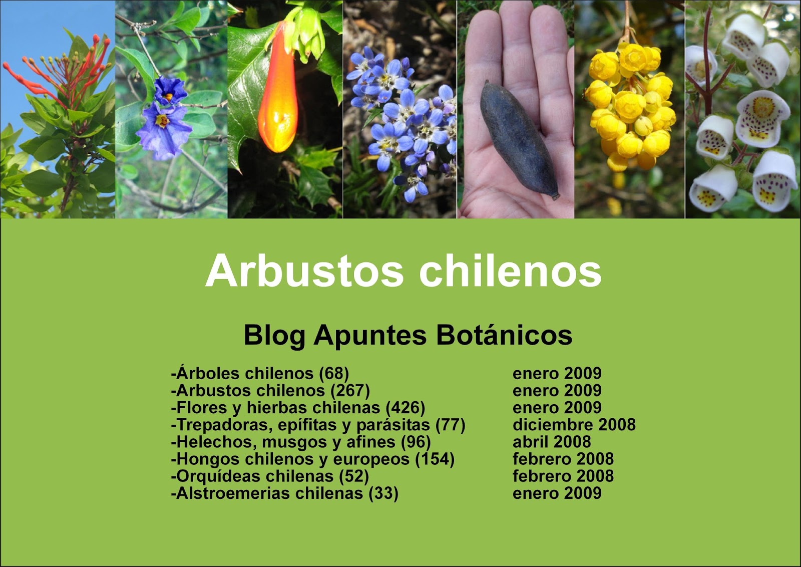 Apuntes botánicos: ARBUSTOS CHILENOS