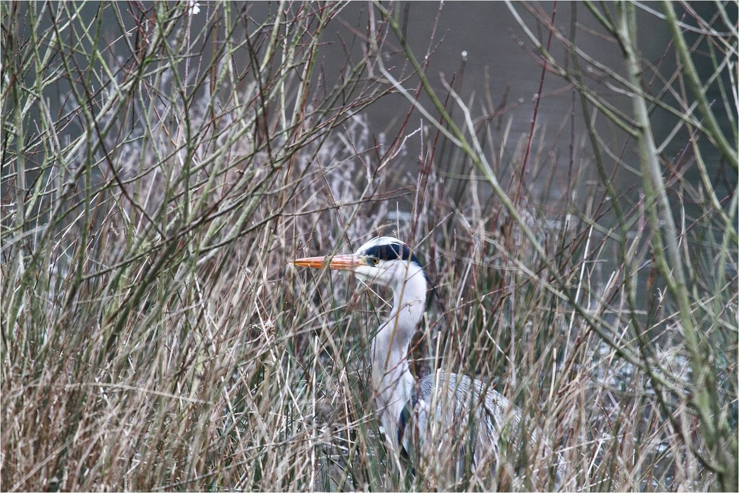 Wanstead Birding: April 2014