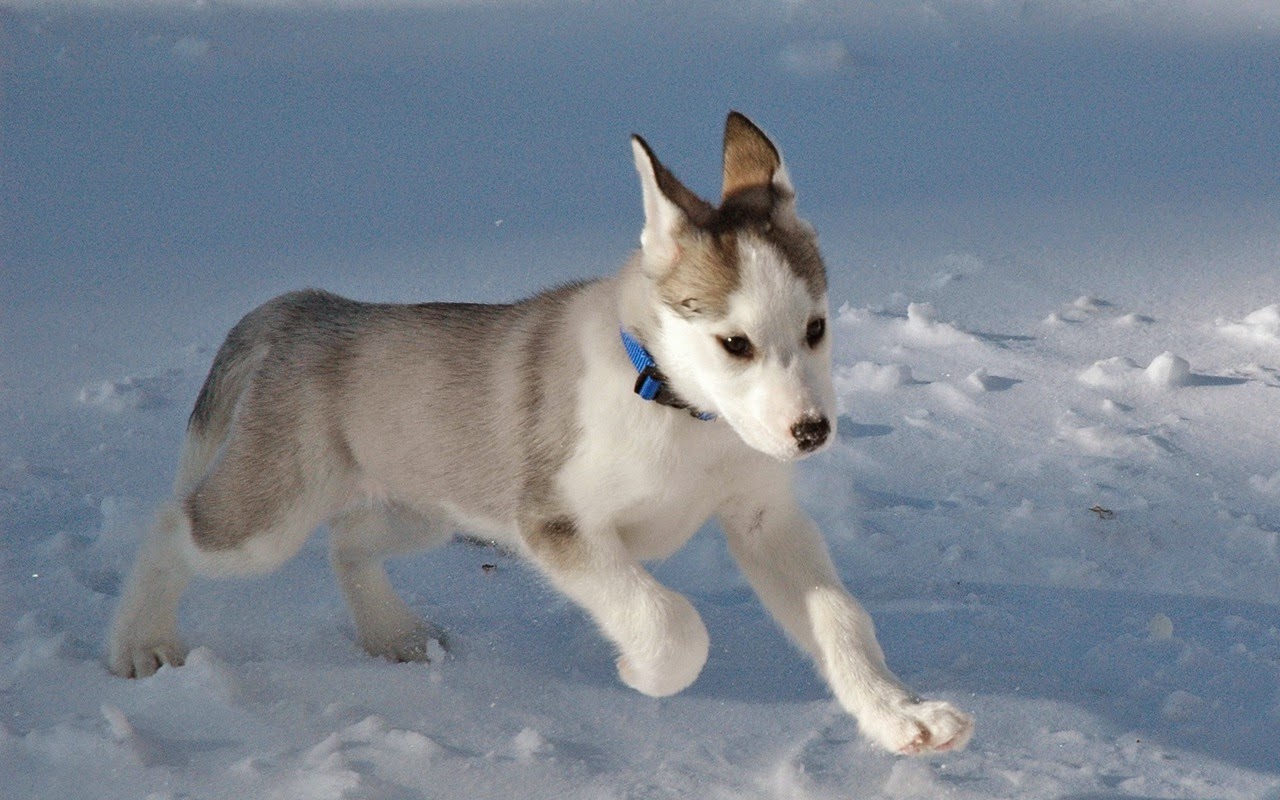 Husky Siberianos: Cachorros de lobos siberianos