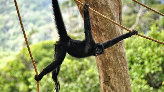 Parnassus Americano: CARNE DE CHANGO CATEMACO Antonio Fco. Rguez. A.