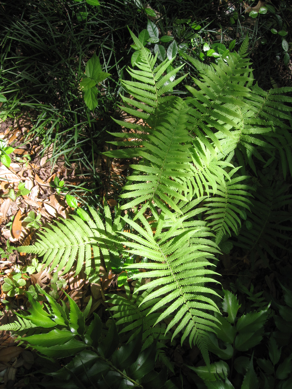Tropical Texana: FASCINATING FERN FOLIAGE AT TROPICAL TEXANA: HAPPY ...