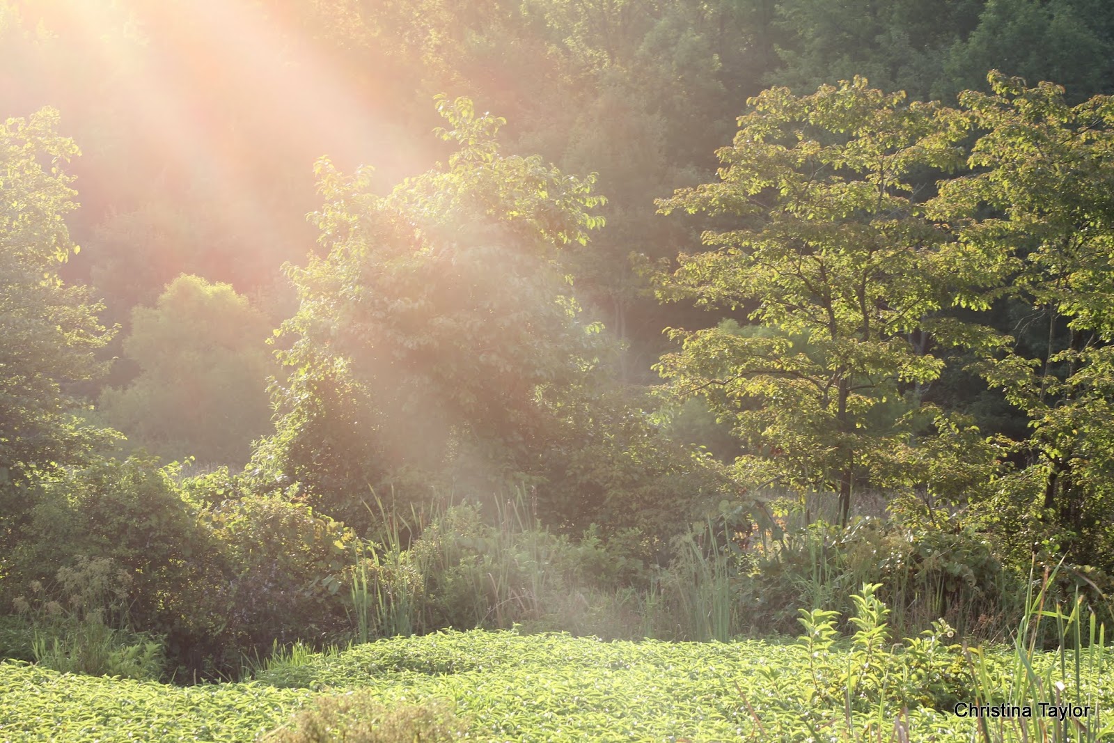 Glorious Creations: Light