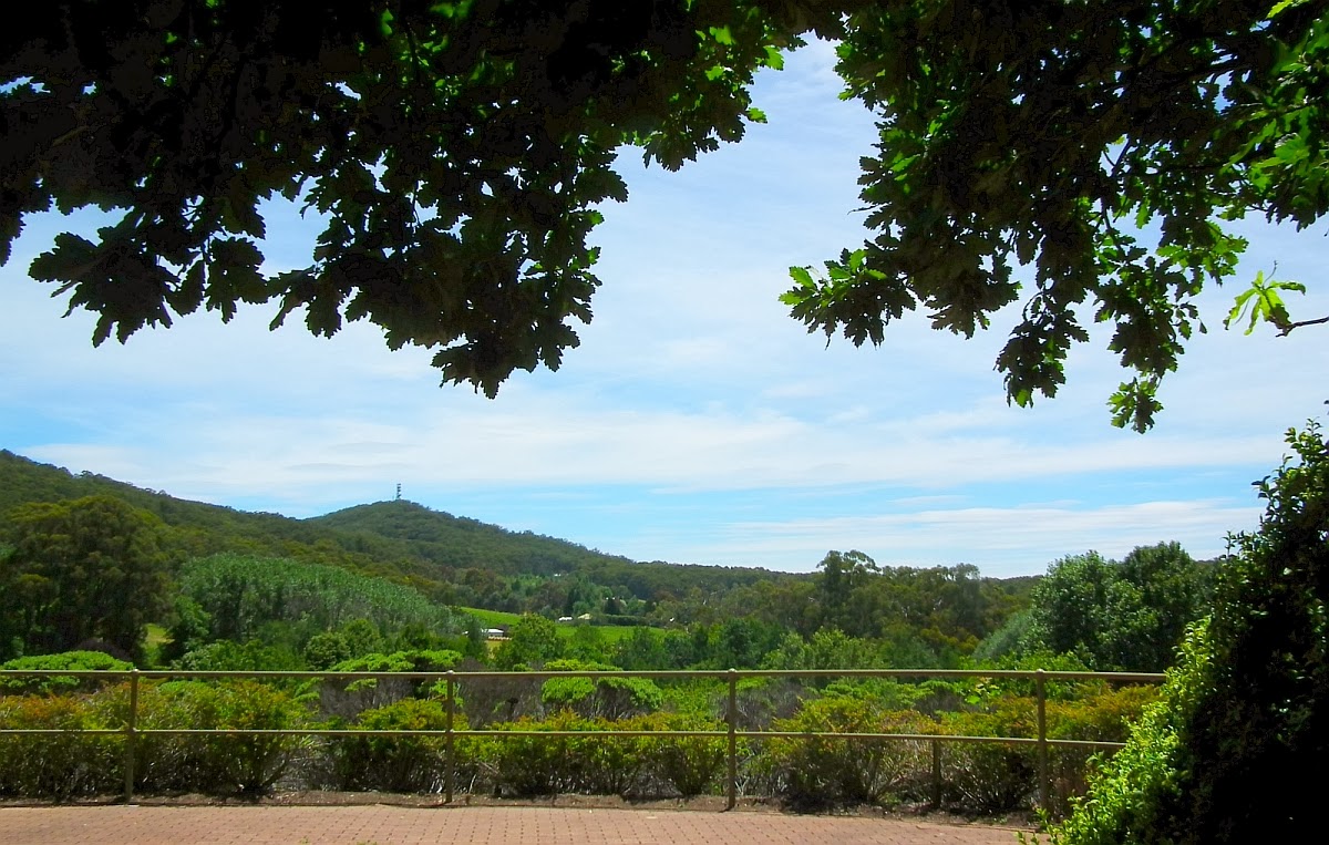 Meander to the Max: Shades of Green: Mount Lofty Botanic Gardens in early summer