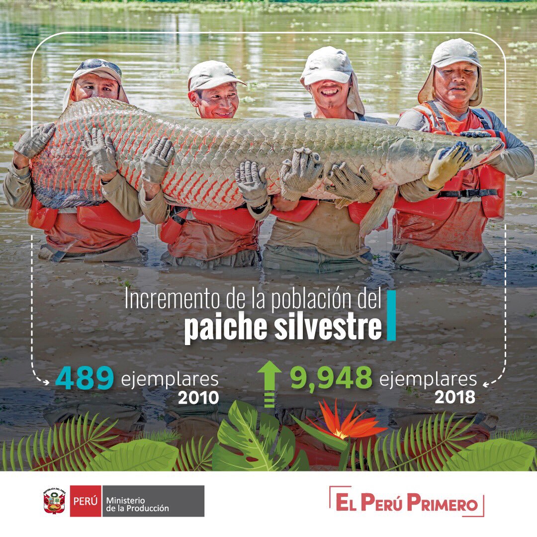 Nos flipa el paiche, el pescado prehistórico de la Amanzonía | Viajes ...