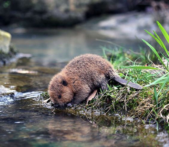 BABY BEAVER-what you did not know about beavers.: Dabar-Beaver- je ...