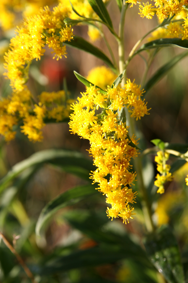 Healing Weeds: Goldenrod