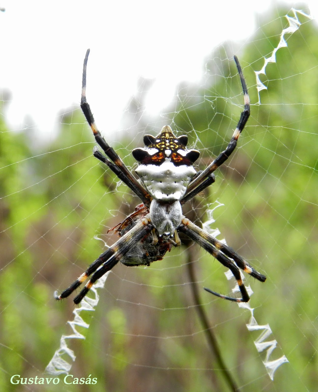 ARACNIDOS: Argiope argentata.