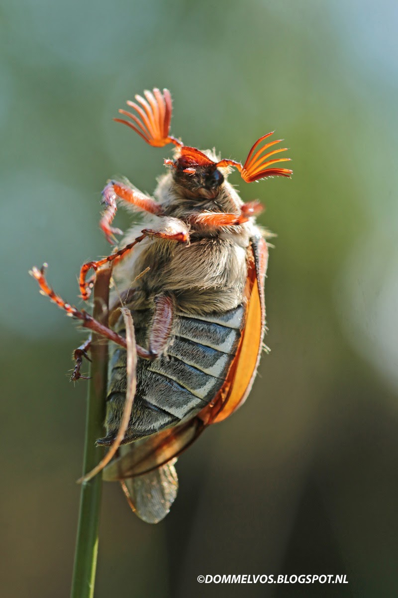 Dommelvos Natuurfotografie: Een meikever en damhertjes