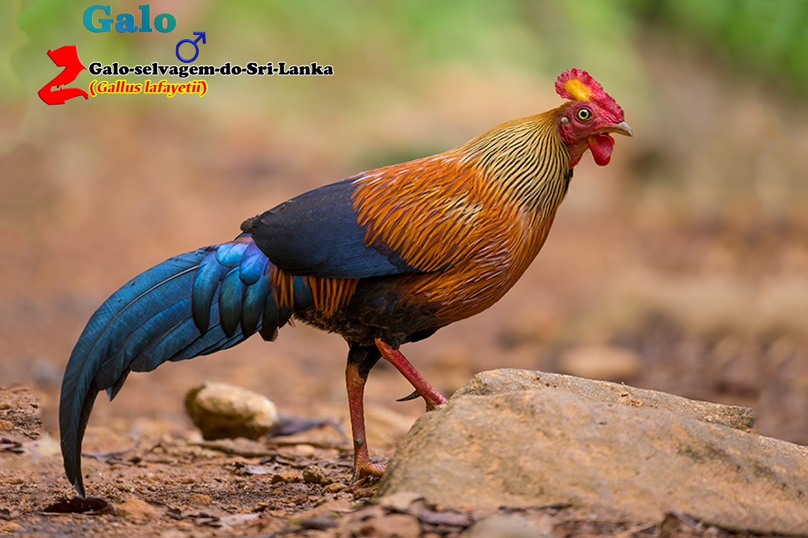 Zoologia: Galo-selvagem-do-Sri-Lanka (Gallus lafayettii)