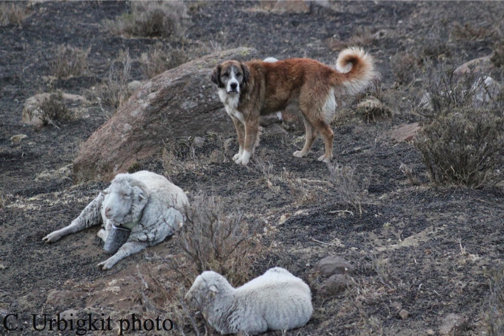 Stephen Bodio's Querencia: Big dogs of Lesotho