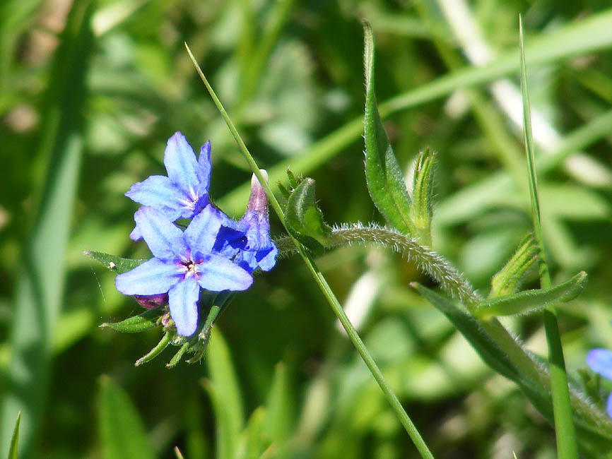 Loire Valley Nature: Purple Gromwell - Lithospermum purpureocaeruleum