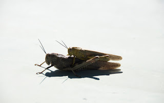 phoenicoperus FotoBlog: Los aelíferos (Saltamontes o Cigarrón)