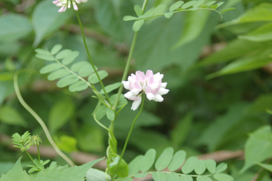 Michigan Wildflowers 2012: June 11: Crown Vetch -- A plant with ...
