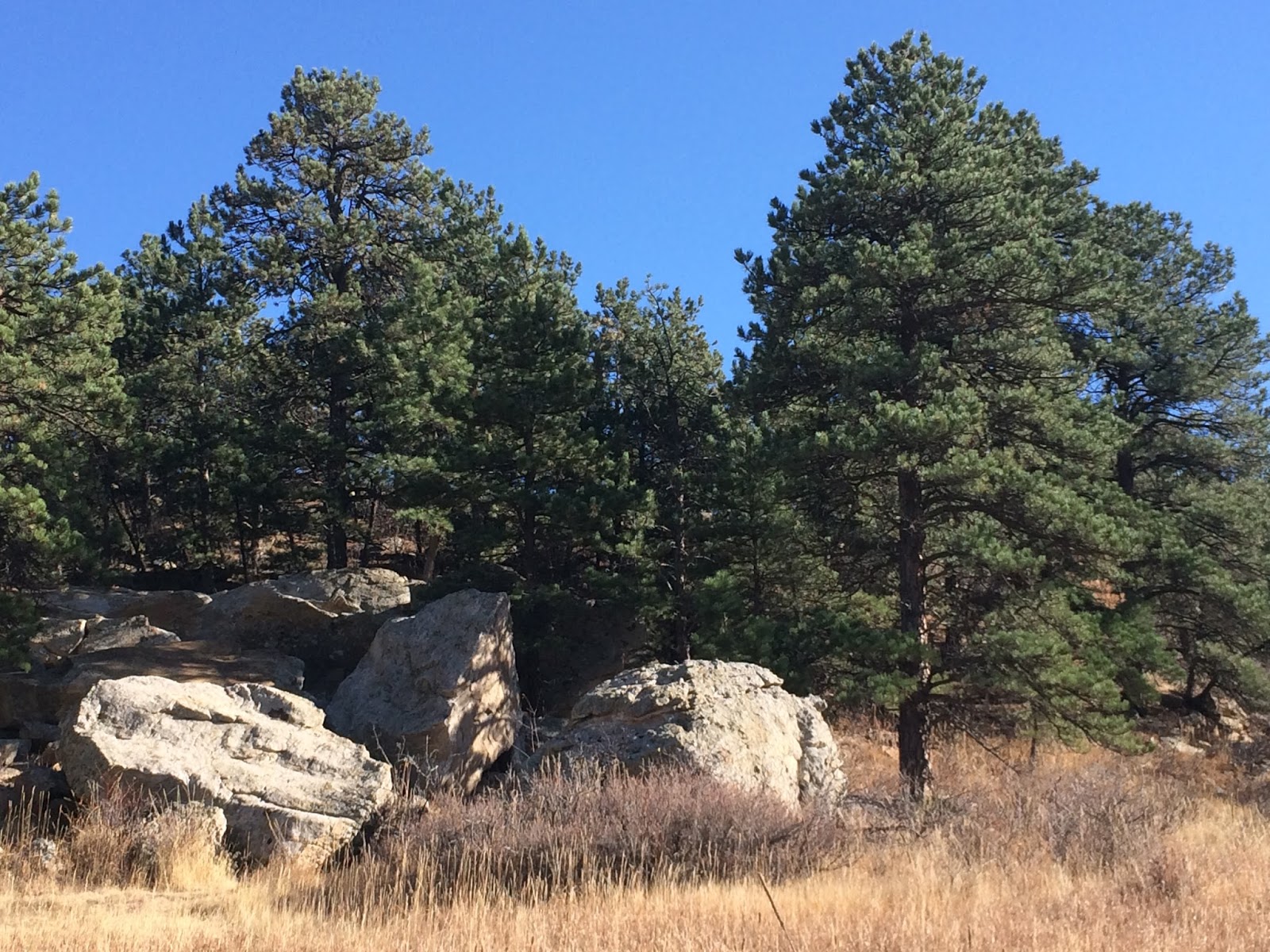 SafeGrowth: Crime and trees? The horror!