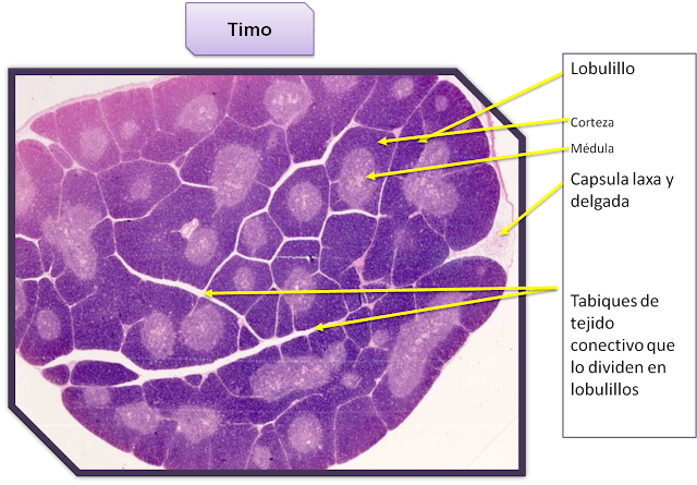 Album de Histologia : Tejido Linfoide