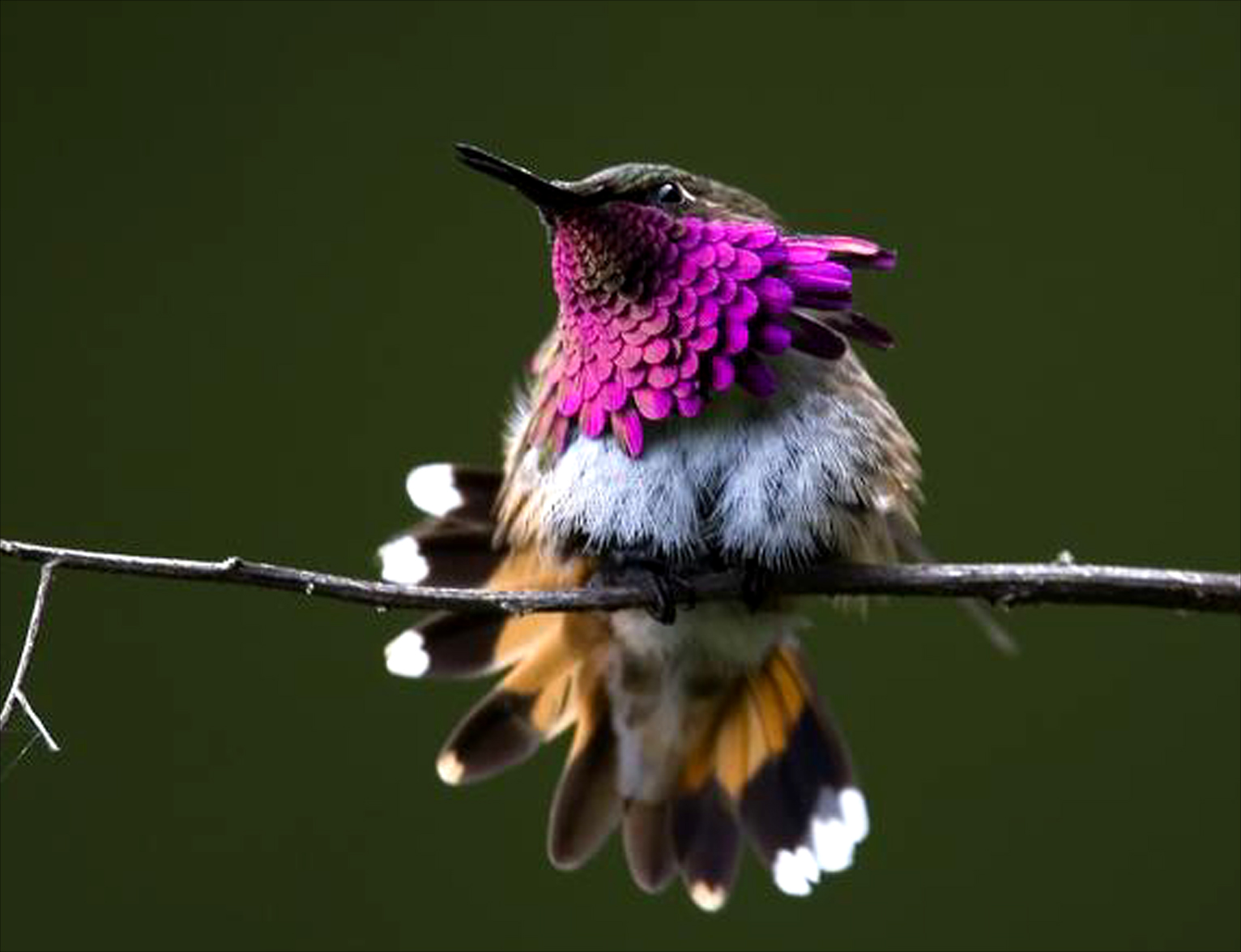 Bellas Aves de El Salvador: Atthis ellioti (colibrí de Elliot) Residente