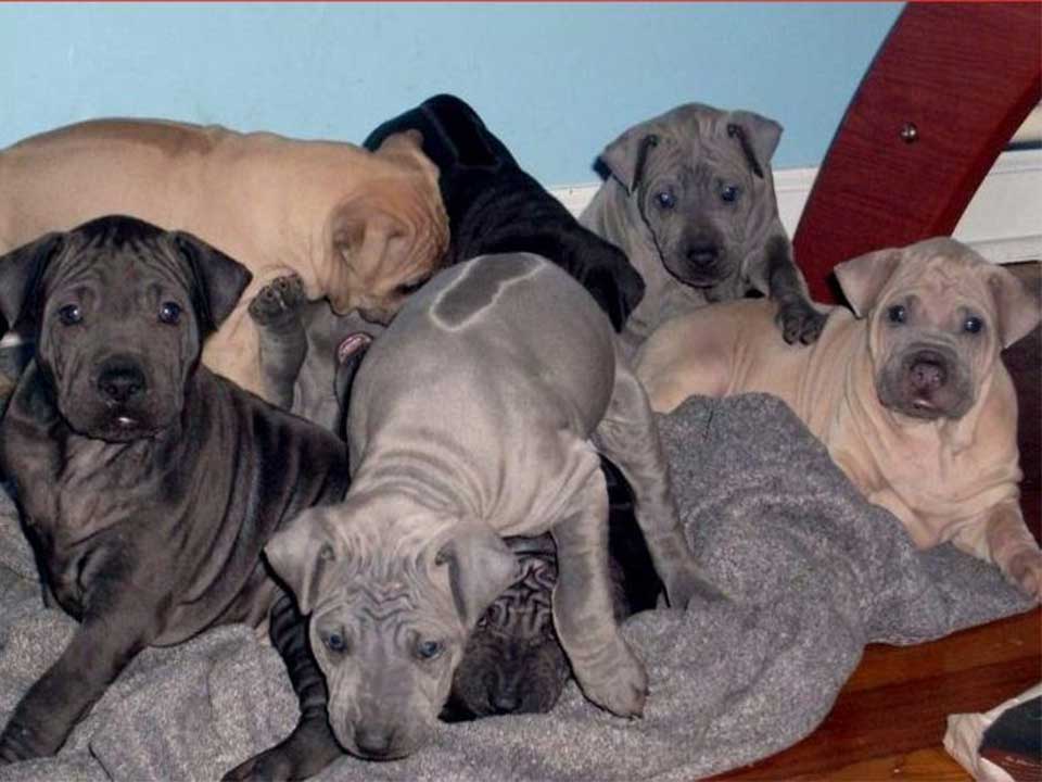 Thai Ridgeback is an Intelligent, Loyal, and Protective Dog Breed ...