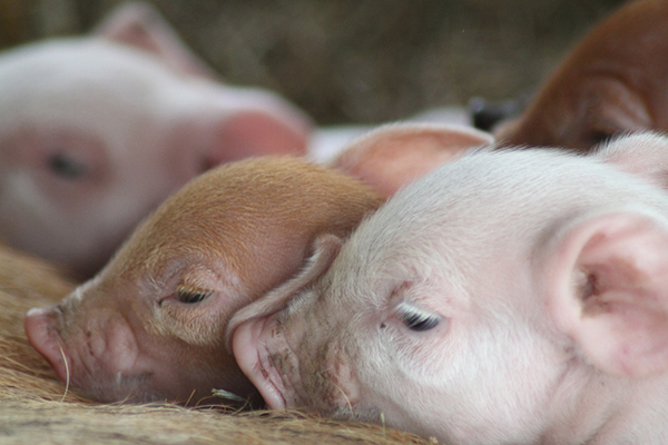 Management of Piglets