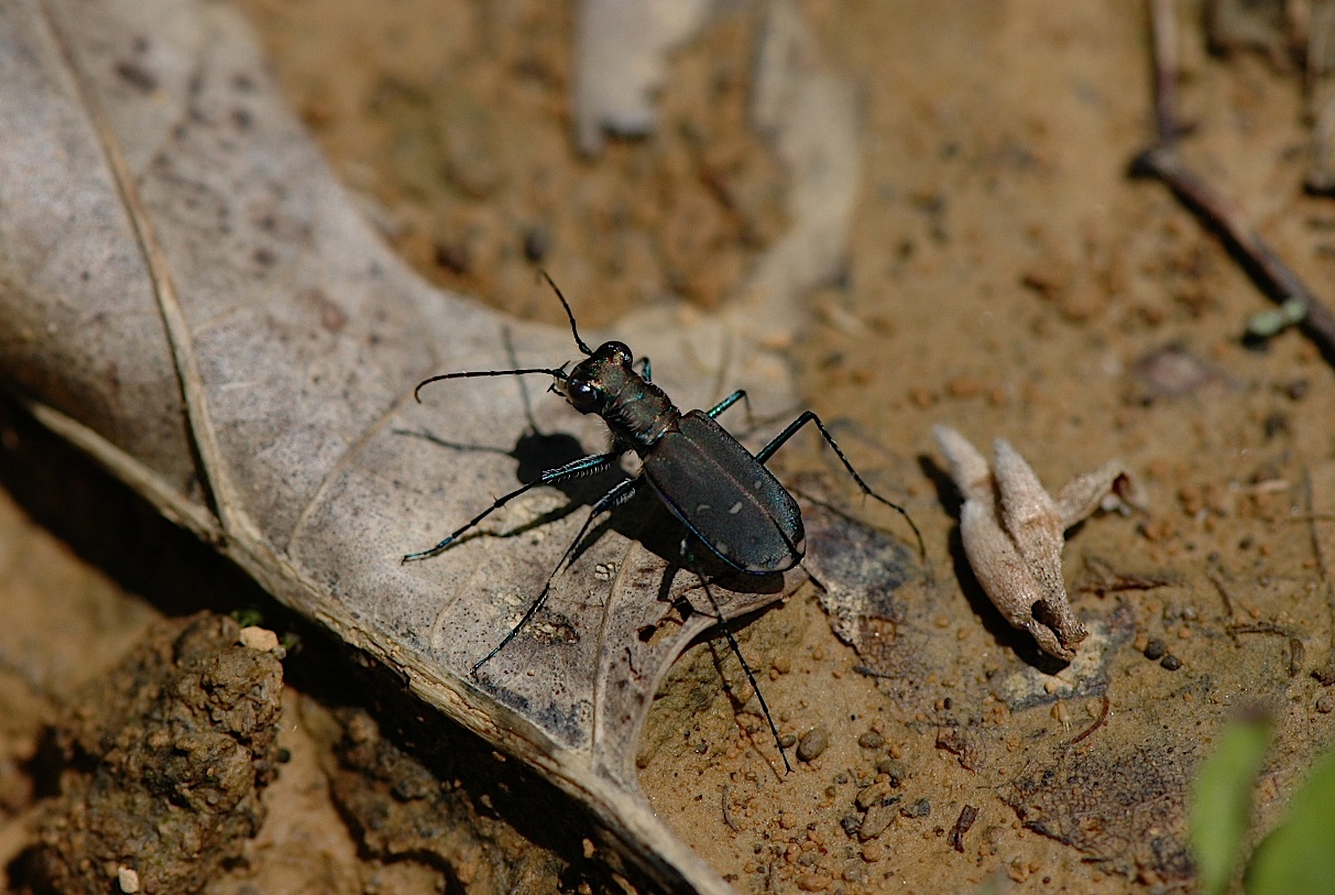 Field Biology in Southeastern Ohio: Out Hunting Tigers