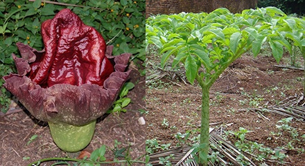 Inilah Manfaat Ubi Bunga Bangkai (Suweg) Yang Luar Biasa Untuk Kesehatan