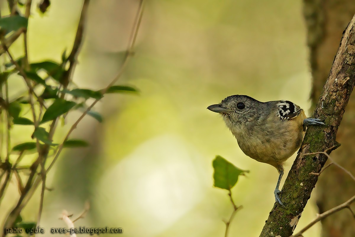 mis fotos de aves: Thamnophilus caerulescens Choca Corona Negruzca ...