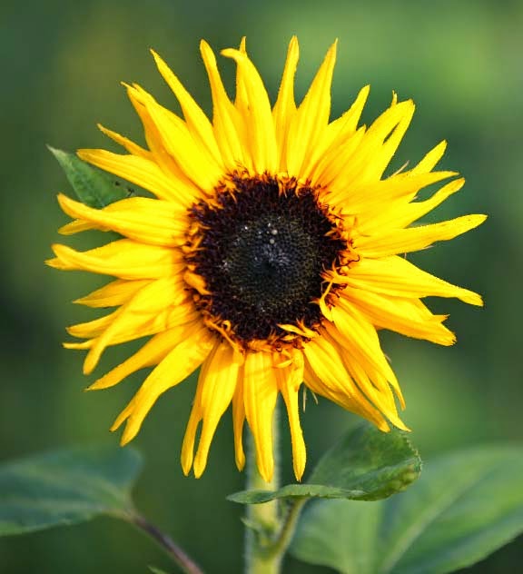 Getting Stitched on the Farm: A Sunflower Garden Planting Guide