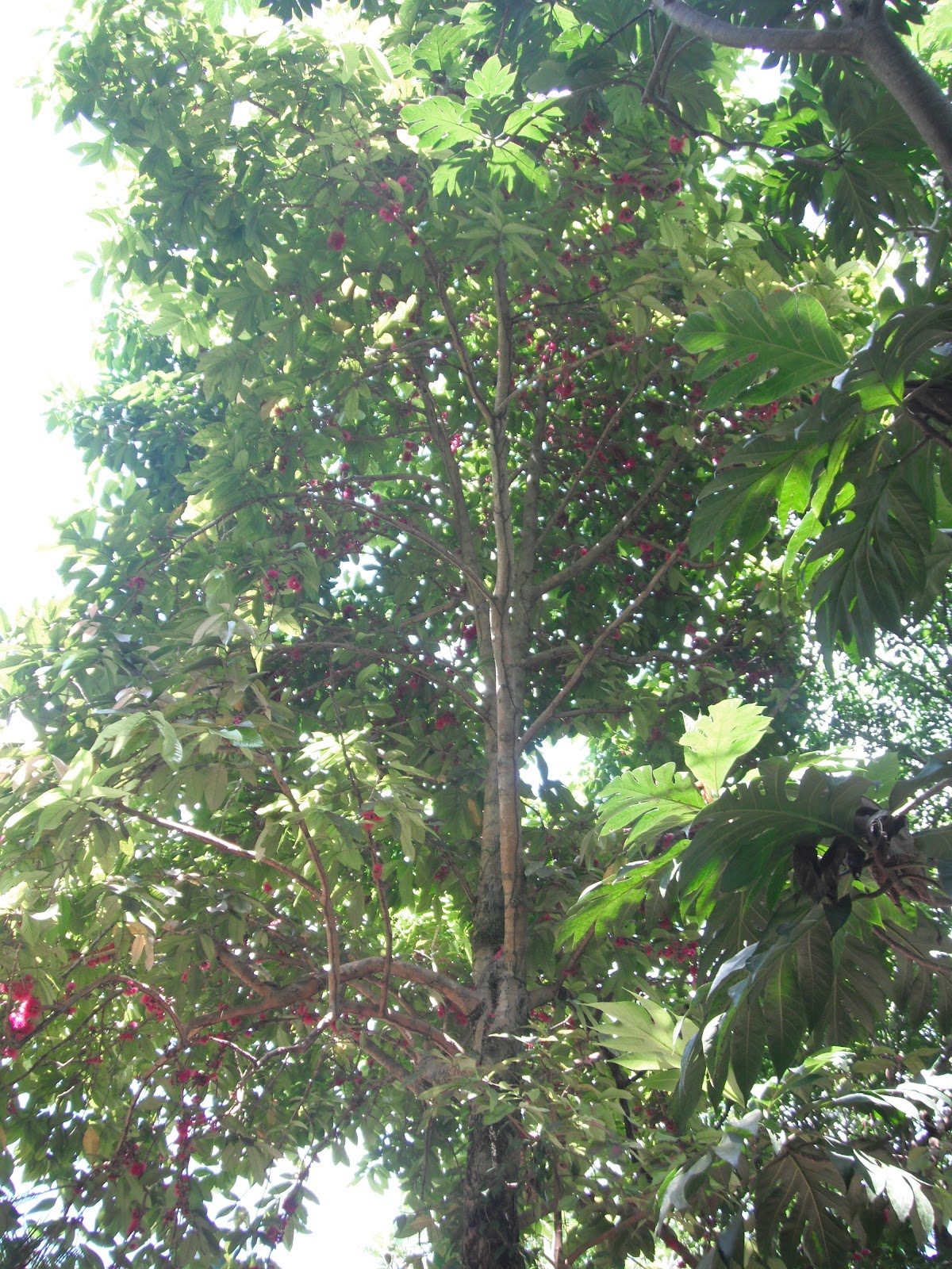 Estudio de la naturaleza: Arbol de Pomarosa (rose-apple)