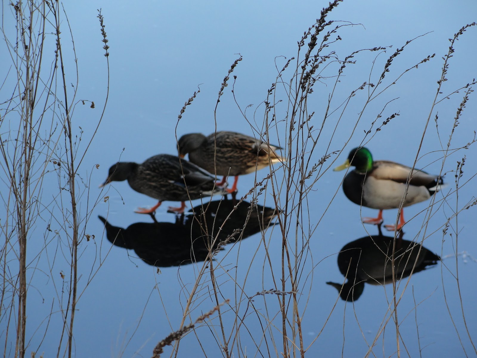 Cape Cod Art and Nature: Of Ducks and Swans....