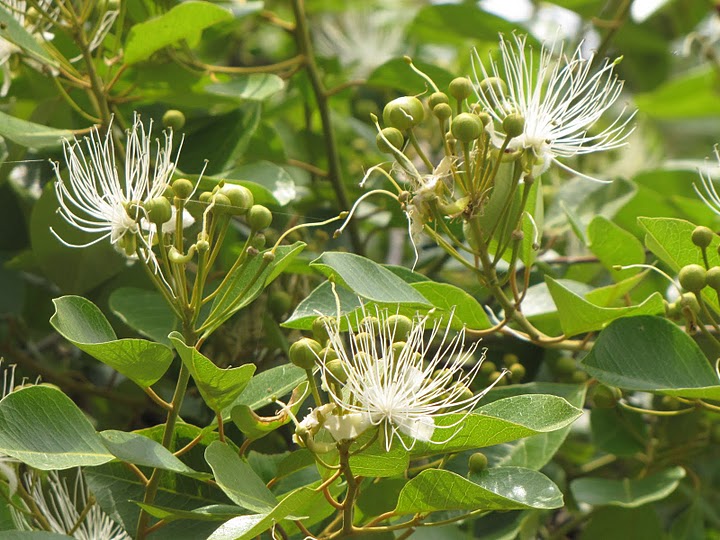 Melagiri: Tree Walk @ Melagiri