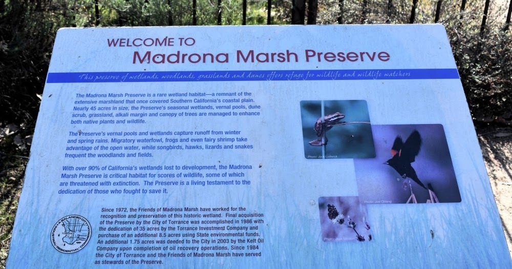 Late to the Garden Party: Visit to Madrona Marsh Preserve