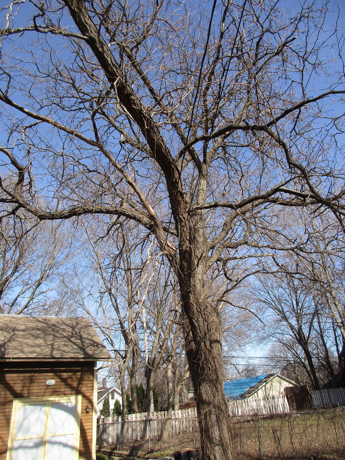 GREGOROPOLIS: Farewell Tree