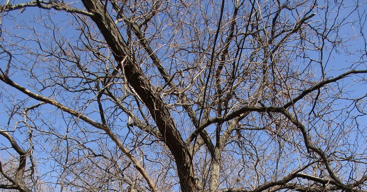 GREGOROPOLIS: Farewell Tree