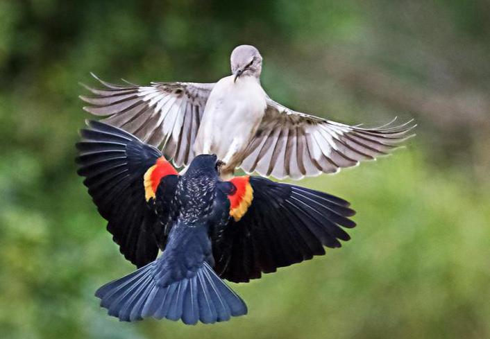 The Flying Tortoise: Beautiful Bird Images From The 2015 Audubon ...