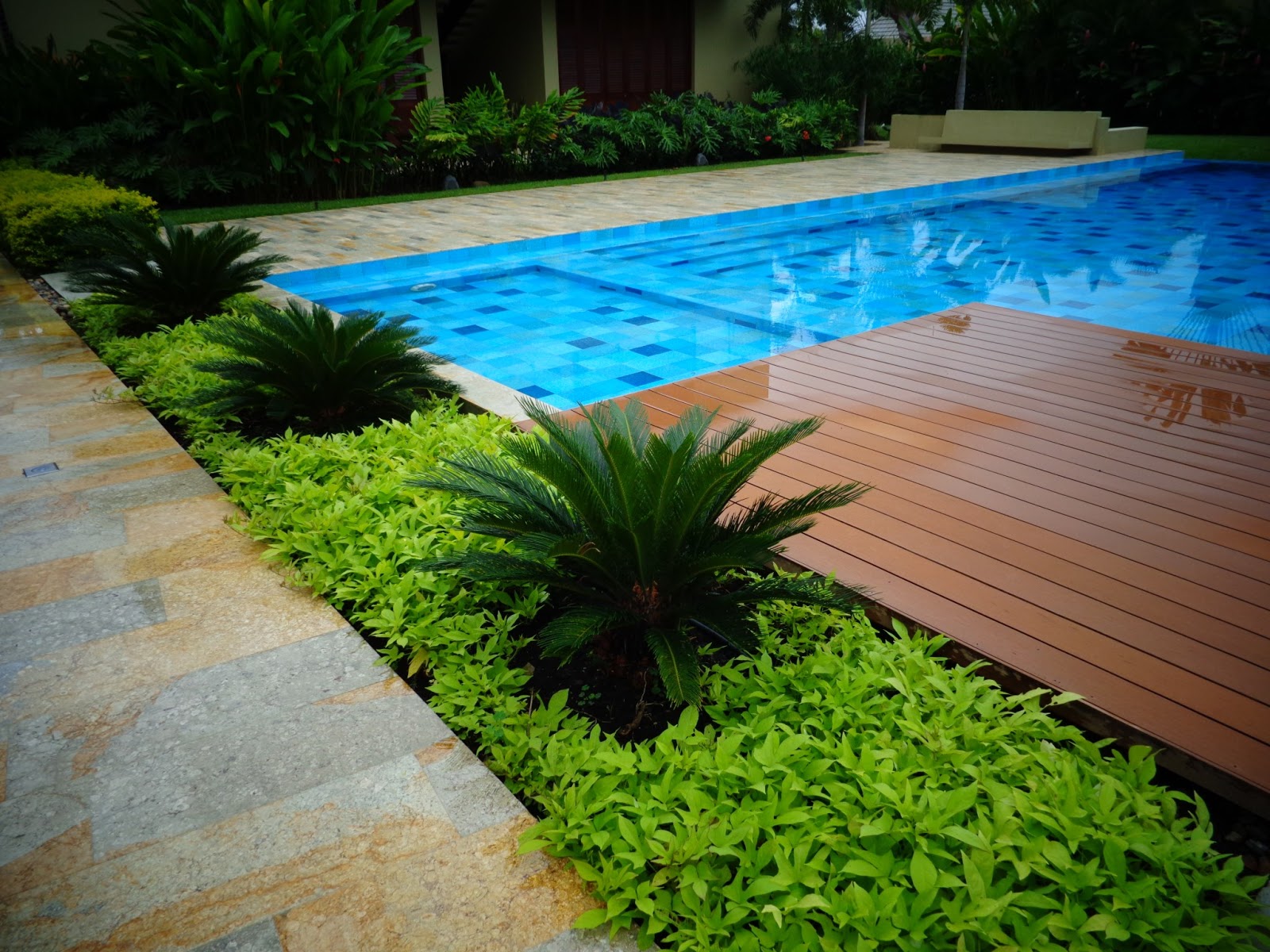 VIVERO SAN ANTONIO - APULO - CUNDINAMARCA- COLOMBIA: PALMA SIKA ENANA