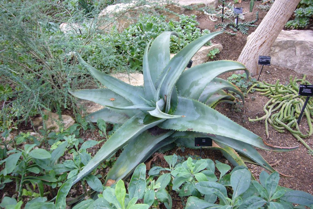 Spiky obsession: The first visit of the year: part 2.