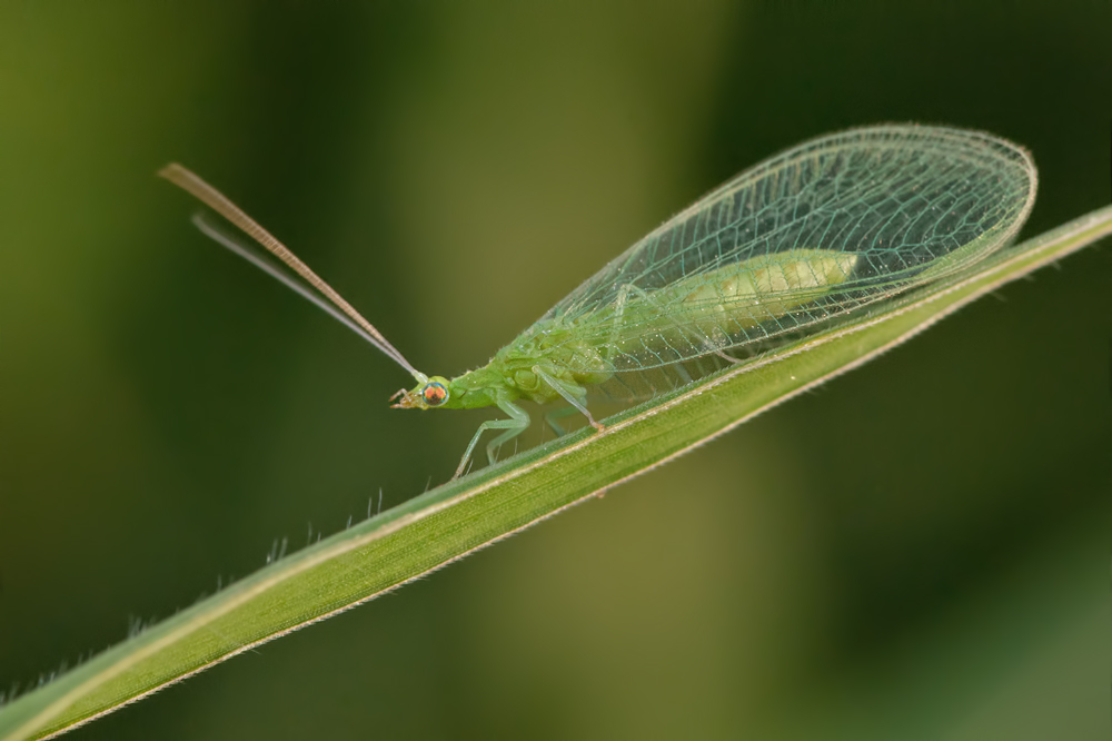 MACREANDO: Crisopa III