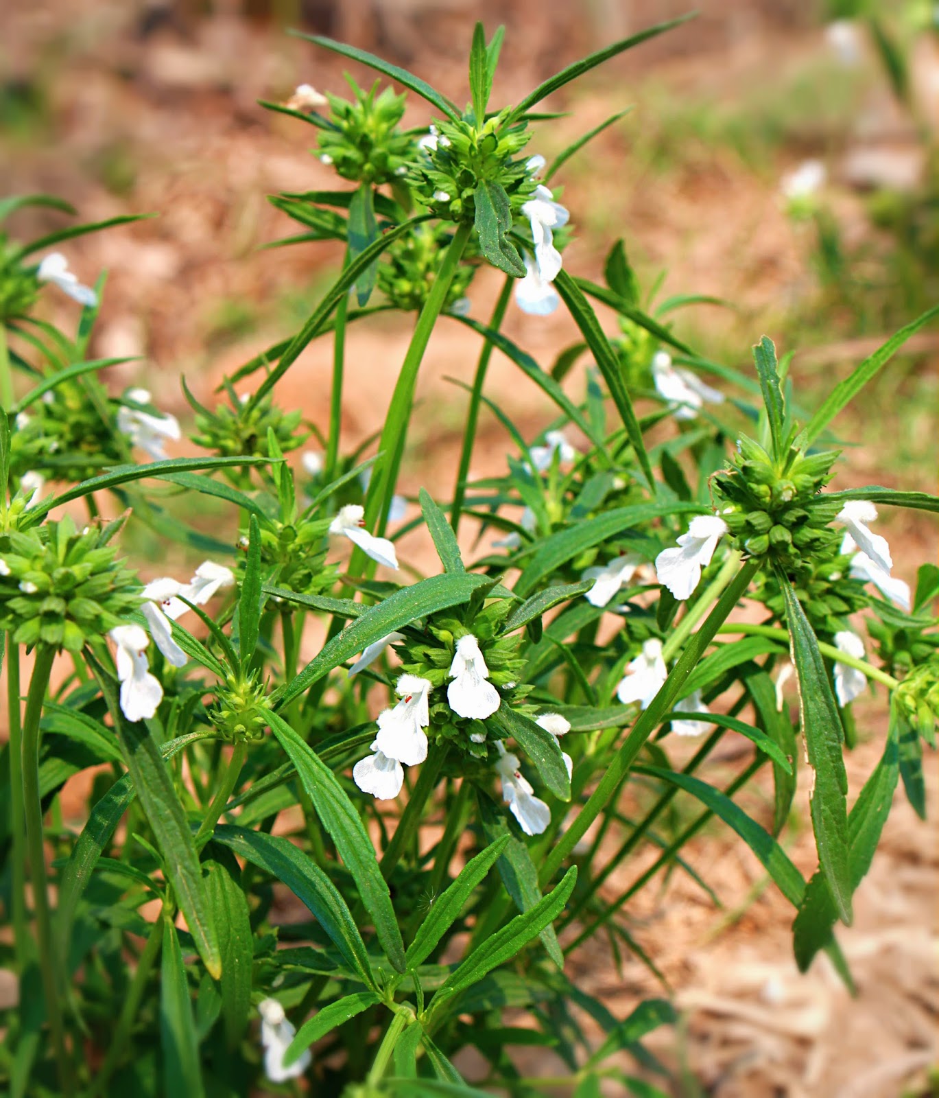 Little Thougths : Agriculture