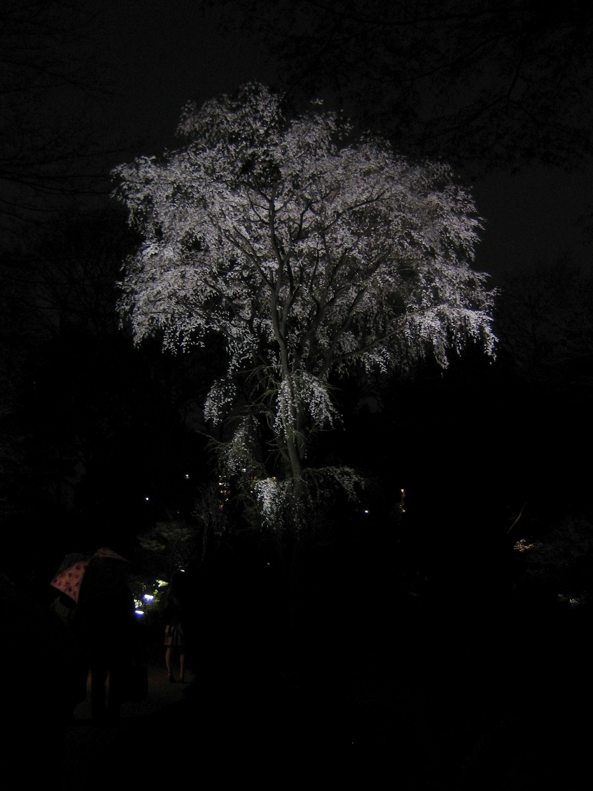 Christopher in Japan