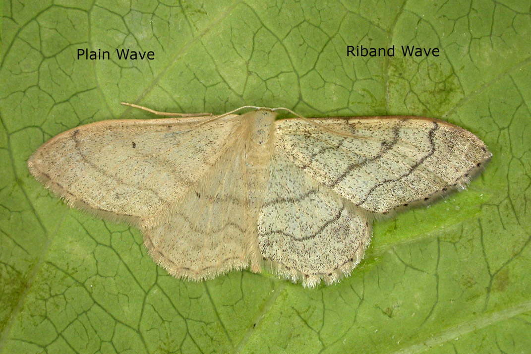 Darley Dale Wildlife: Plain Wave